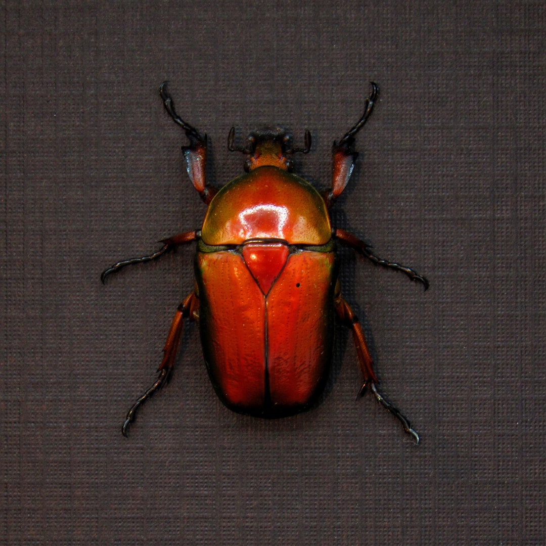 Real Red Metallic Scarab Beetle Framed Taxidermy Ingrisma - Etsy