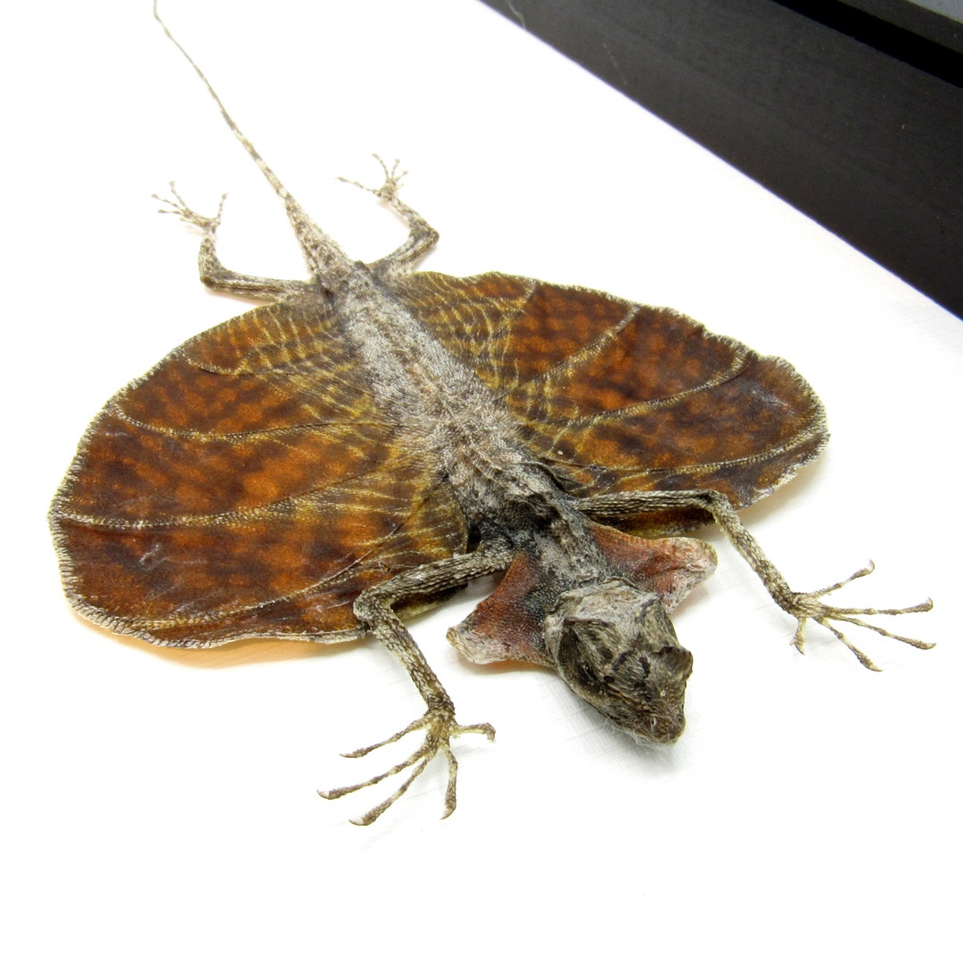 Real Red Bearded Flying Dragon Lizard Framed Taxidermy Draco - Etsy