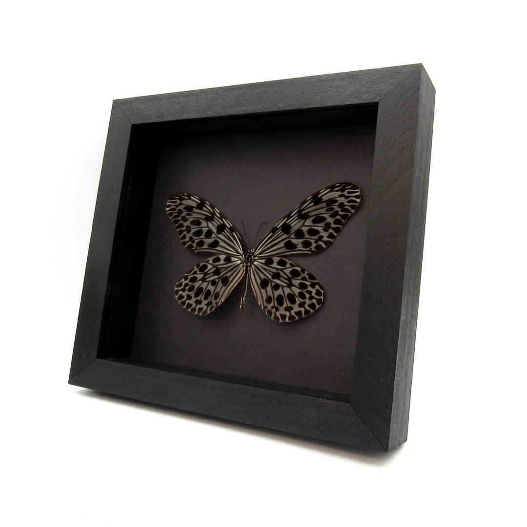 Real Silver Tree Nymph Butterfly Framed Idea Lynceus - Etsy