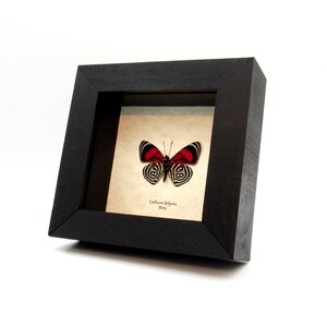 Real Kolyma 88 Butterfly Framed Taxidermy - Callicore Kolyma - Etsy