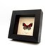 Real Kolyma 88 Butterfly Framed Taxidermy Callicore Kolyma - Etsy