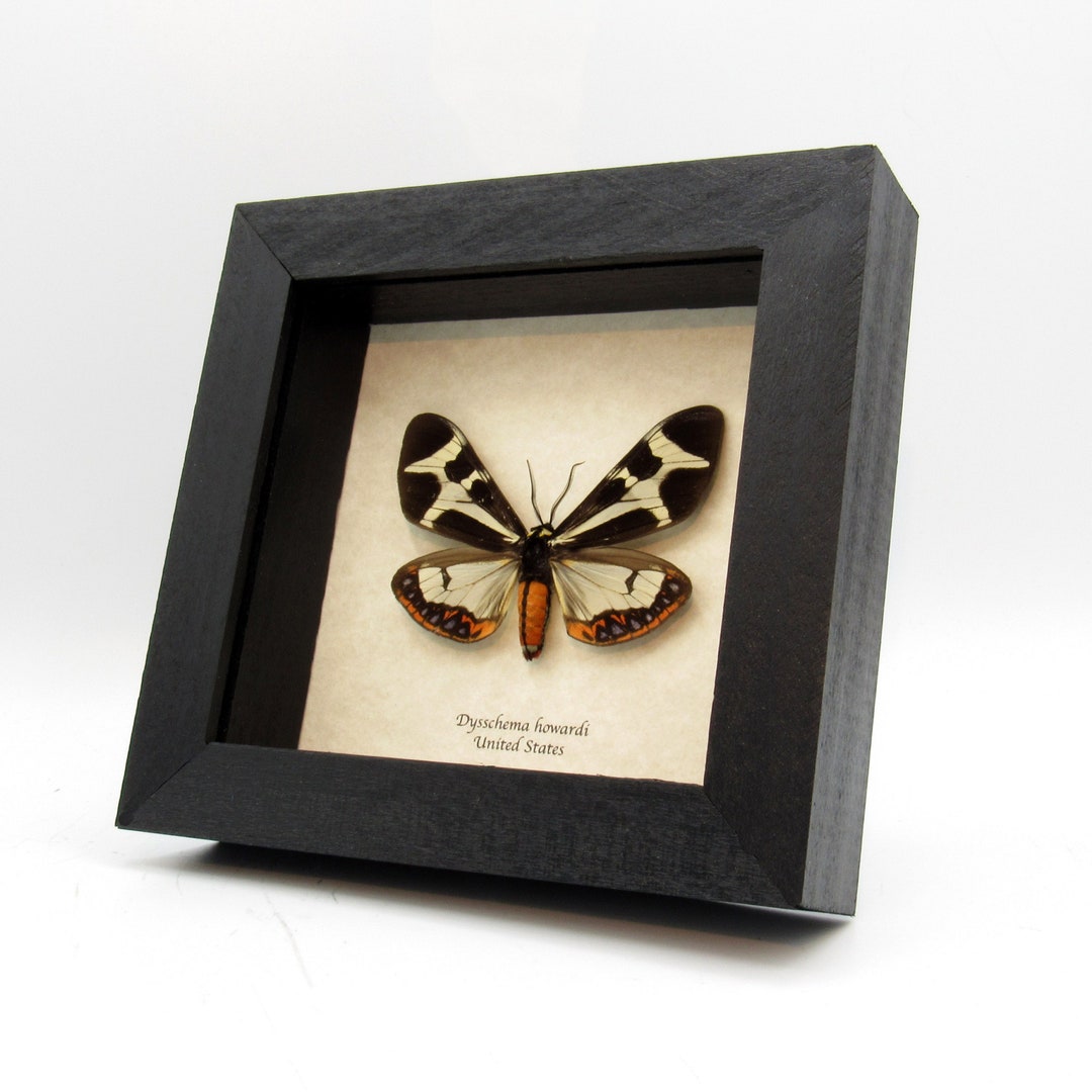 Real Northern Giant Flag Moth Framed Taxidermy Dysschema - Etsy