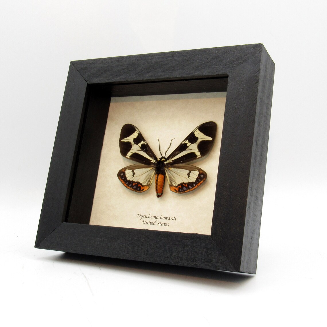 Real Northern Giant Flag Moth Framed Taxidermy Dysschema - Etsy