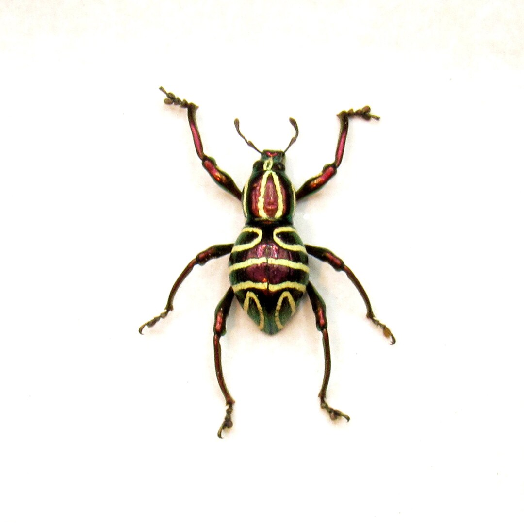 WEEVIL MANIA! Rare Red Metallic Beetle Framed Taxidermy - Pachyrhynchus ...