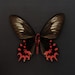 Real XL Vampire Butterfly Framed Taxidermy Atrophaneura Semperi ...