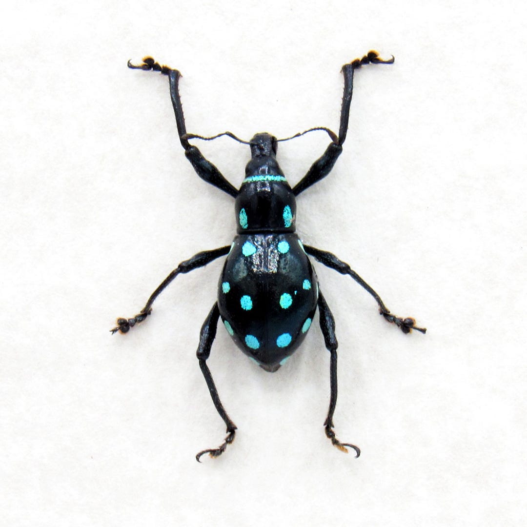 Real Blue Weevil Beetle Framed Specimen - Pachyrhynchus Species - Etsy