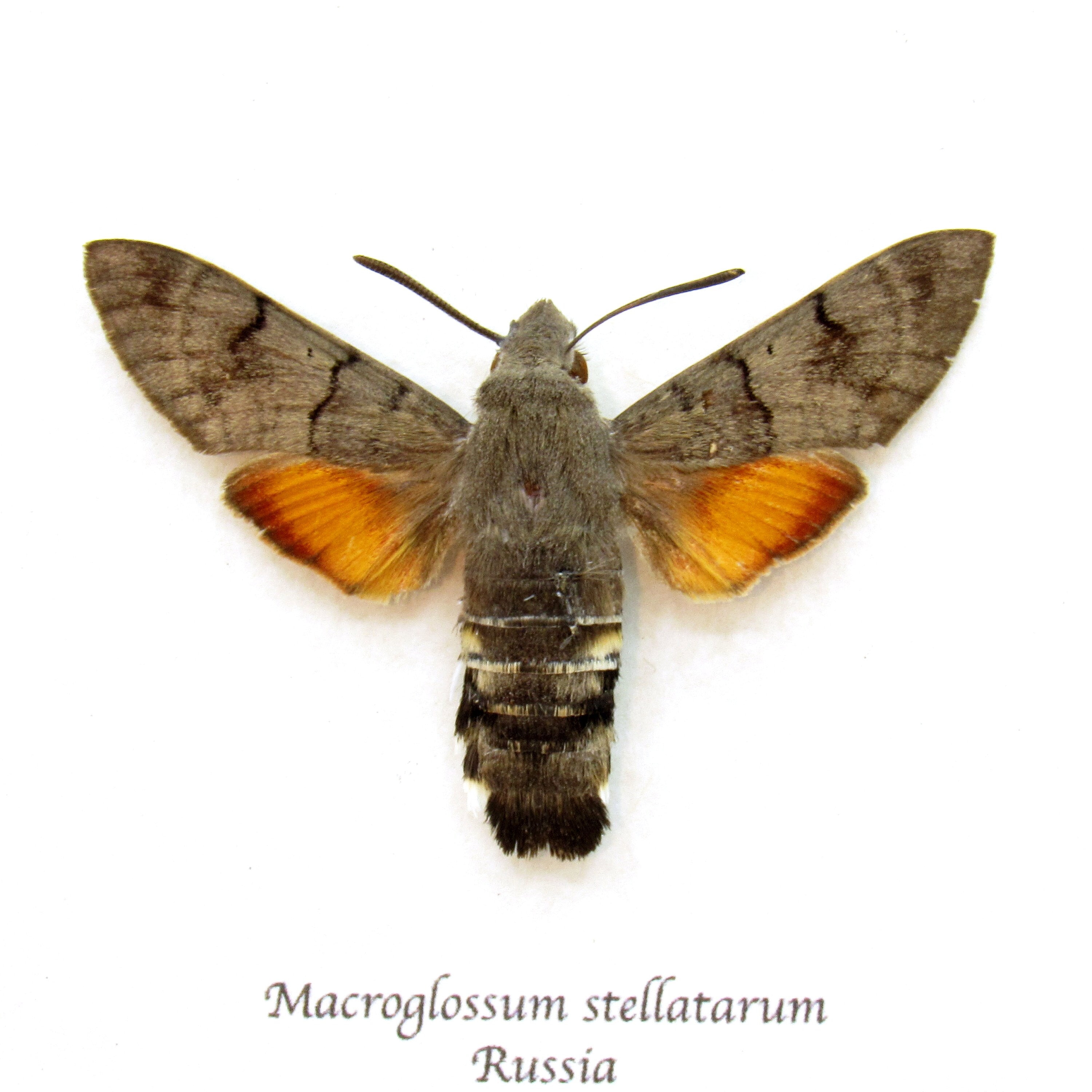 Hummingbird Hawk Moth And Hummingbird