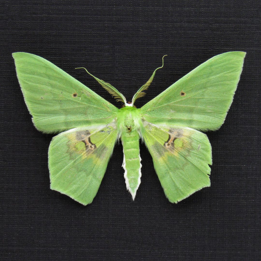 Real Green Geometer Moth Framed Taxidermy - Aporandria Specularia - Etsy