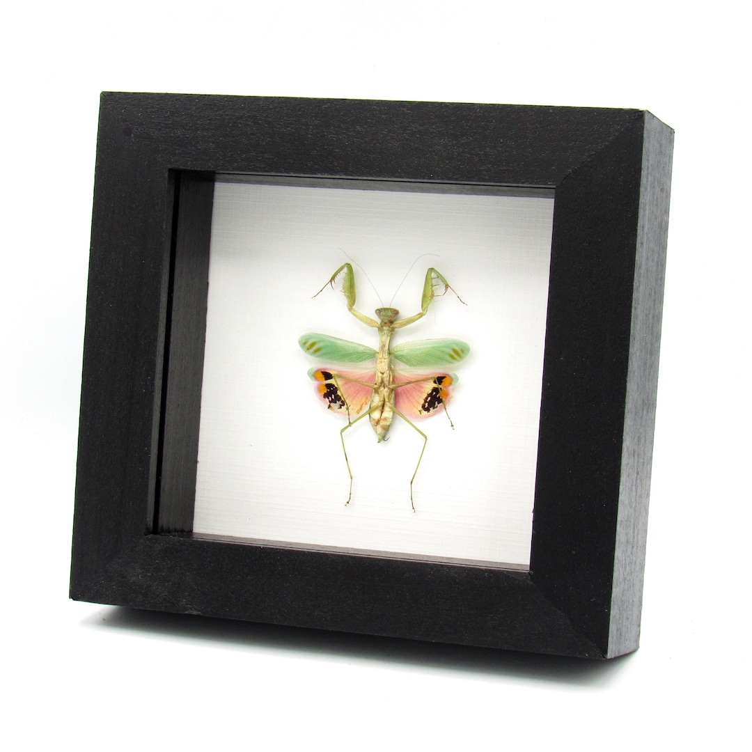 Rare Framed Pink Umbrella Mantis Taxidermy - Caliris Elegans - Female ...