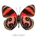 Rare Pink Butterfly Framed Taxidermy - Callicore Pitheas - Etsy