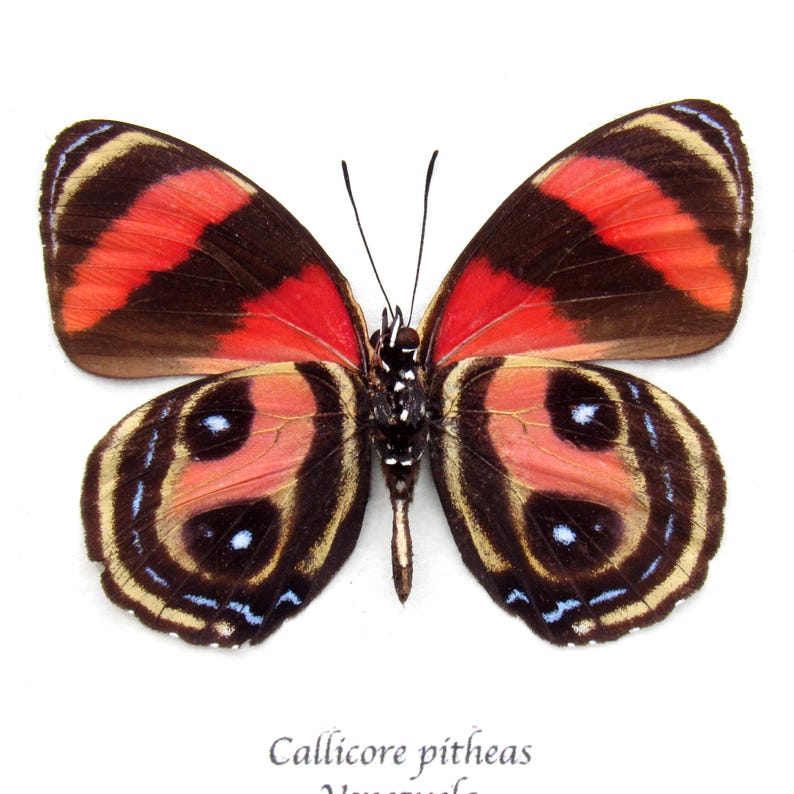 Rare Pink Butterfly Framed Taxidermy - Callicore Pitheas - Etsy