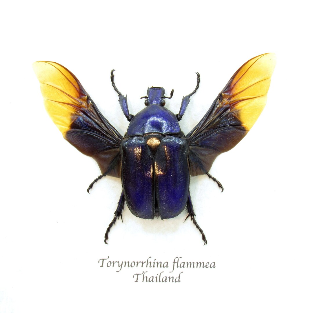 Real Purple Scarab Beetle Framed Taxidermy - Torynorrhina Flammea - Etsy