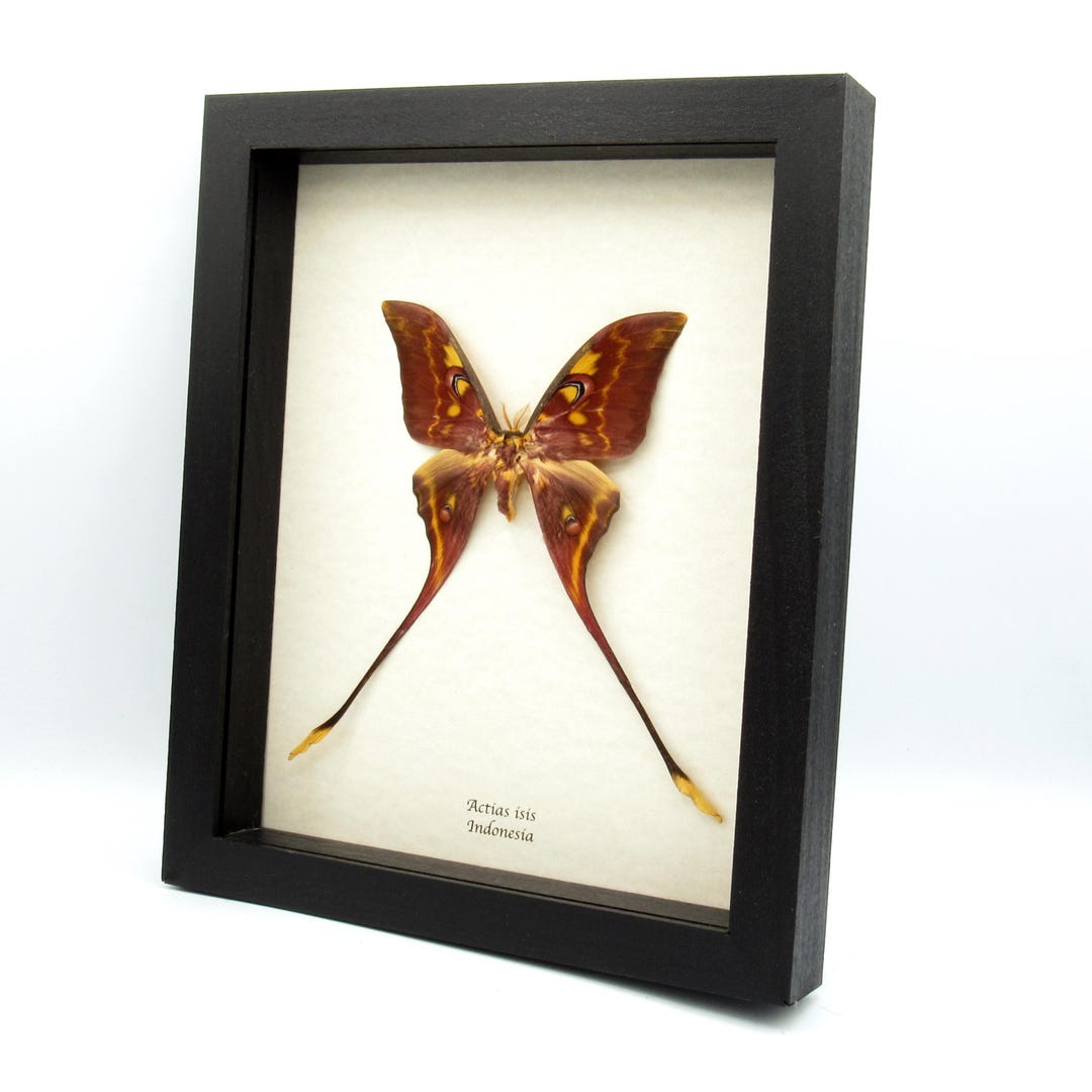 Rare Sulawesi Moon Moth Framed Taxidermy - Actias Isis - Etsy