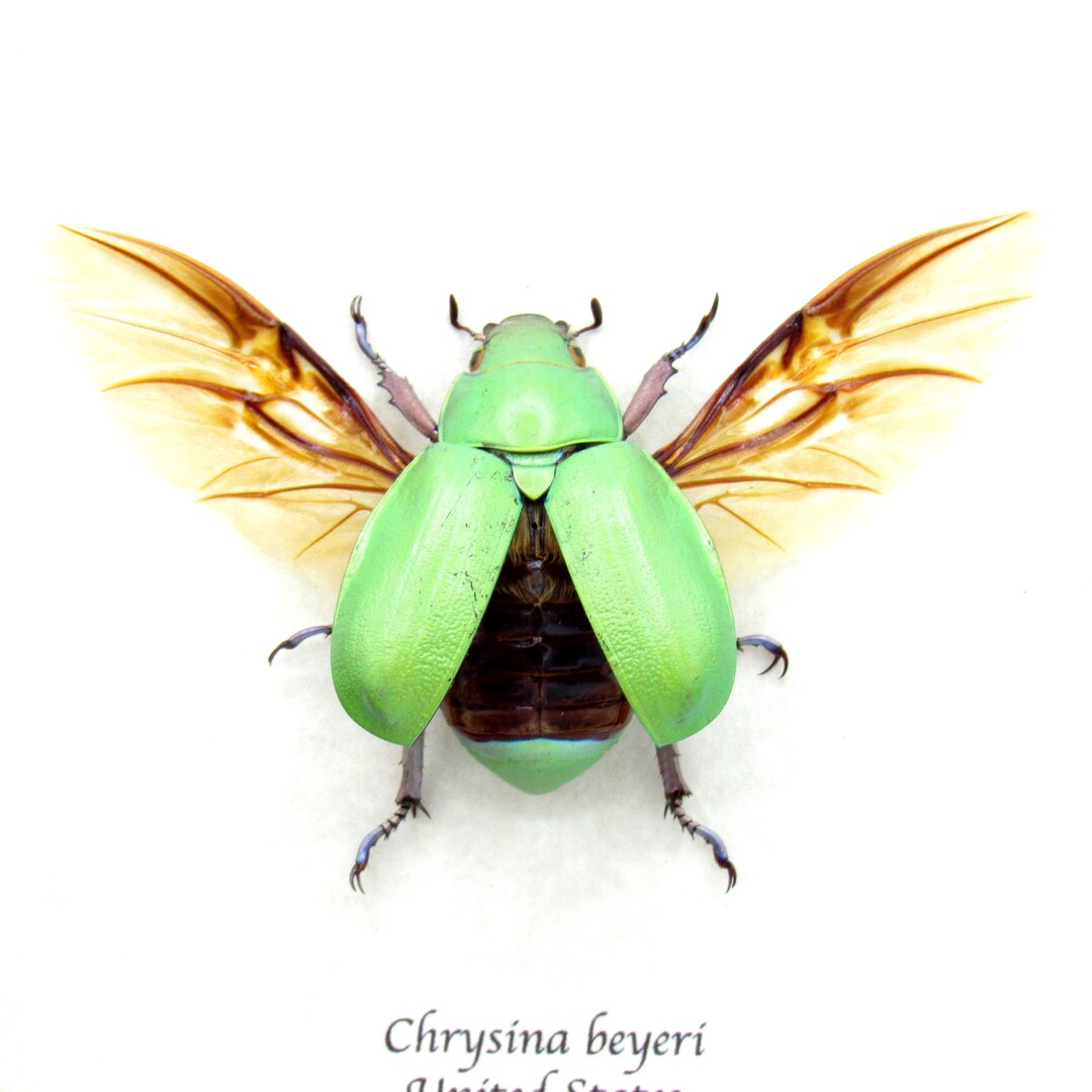 Large Jewel Scarab Beetle Framed Taxidermy - Chrysina Beyeri - Etsy