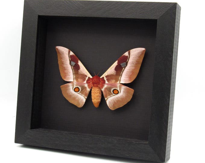 Real Pink African Emperor Moth Framed Taxidermy - Bunaea Alcinoe ...
