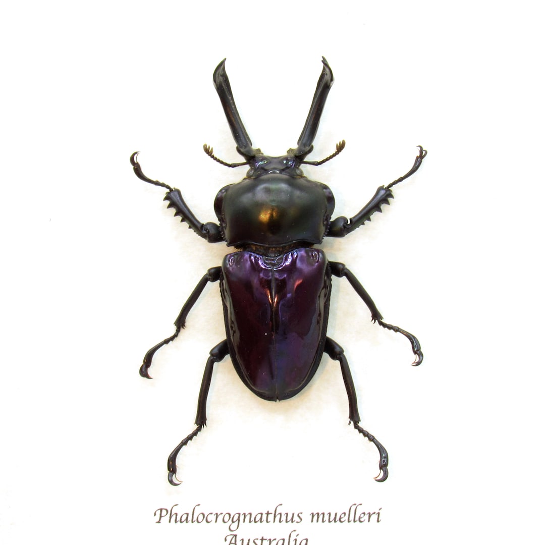Very Rare Large Rainbow Stag Beetle Framed Taxidermy - Phalacrognathus ...