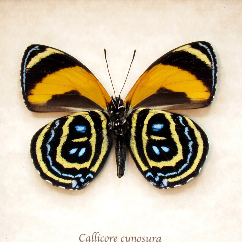 Real Cynosura Eighty-eight Butterfly Framed Taxidermy - Etsy