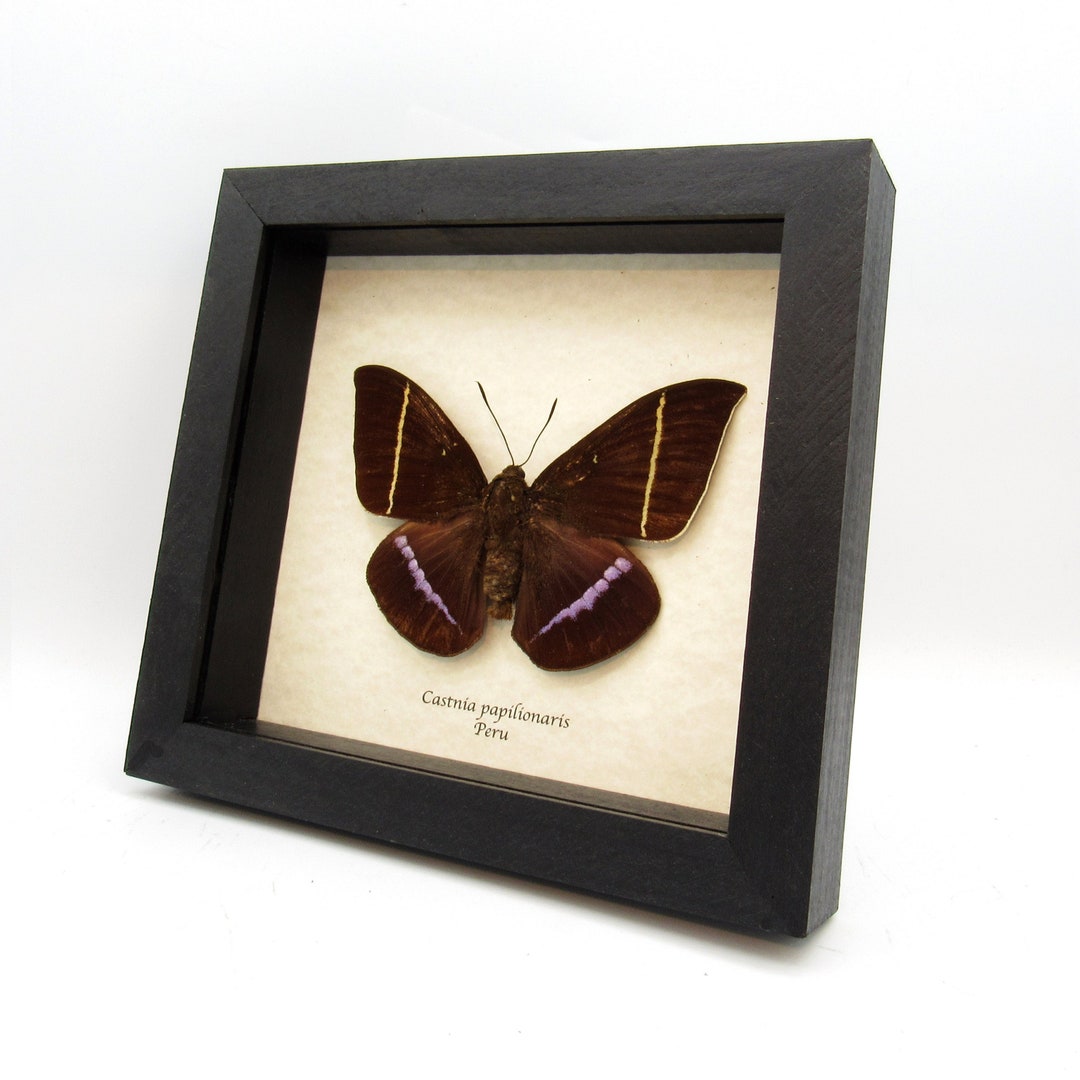 Very Rare XL Lavender Castnia Moth Framed Taxidermy - Castnia ...