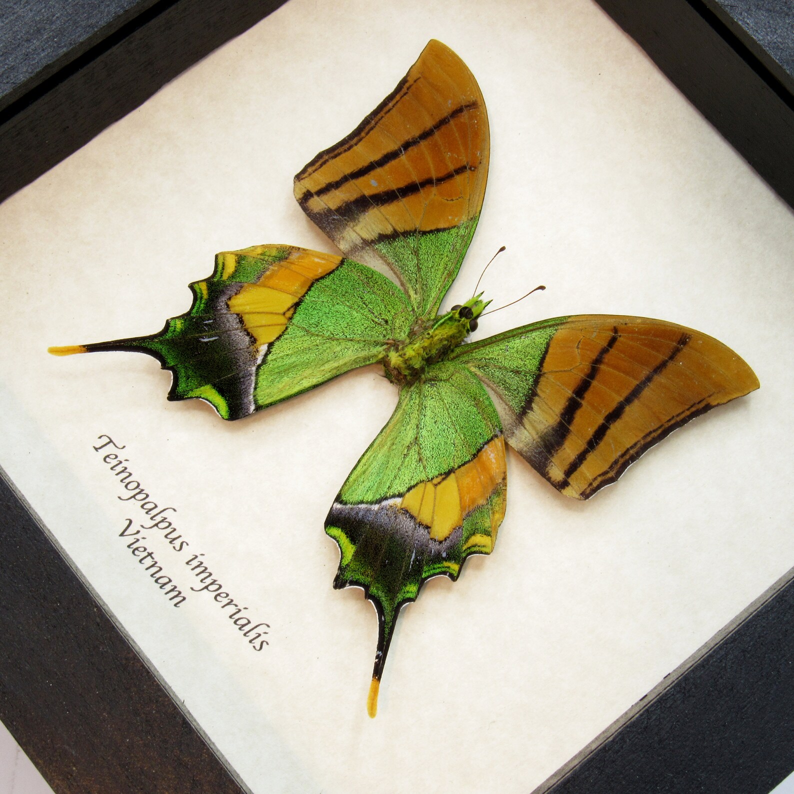 Real Rare Kaiser-i-hind Swallowtail Butterfly Framed Taxidermy - Etsy