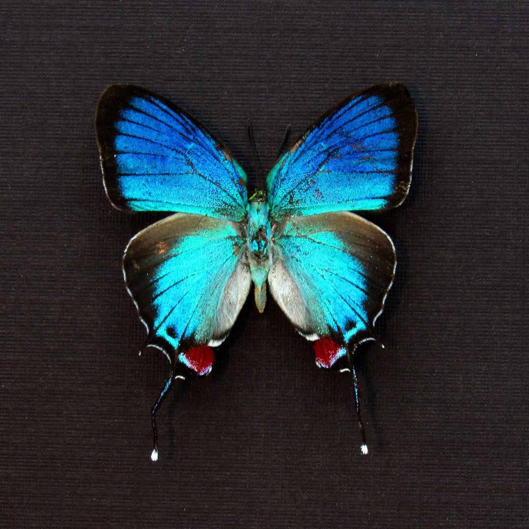 Rare Metallic Blue Butterfly Framed Taxidermy Evenus Regalis - Etsy