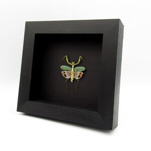 Rare Framed Pink Umbrella Mantis Taxidermy Caliris Elegans Female - Etsy