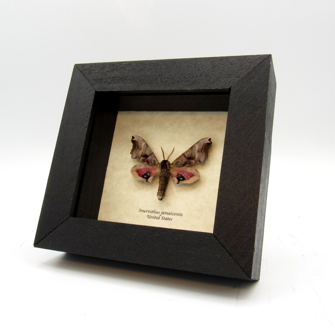 Real Pink Sphinx Moth Framed Taxidermy - Smerinthus Jamaicensis - Etsy