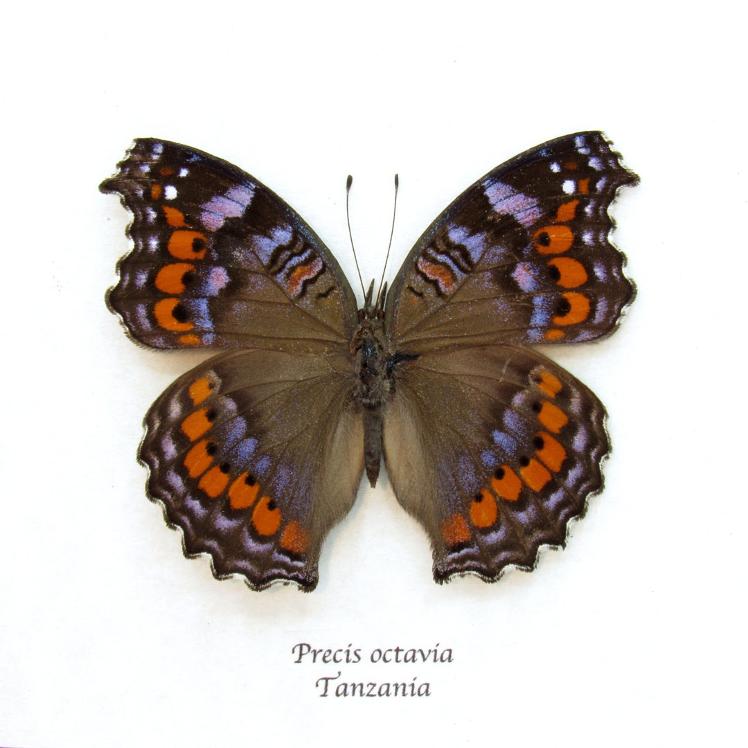 Real Gaudy Commodore Butterfly Framed Taxidermy - Precis Octavia - Blue ...
