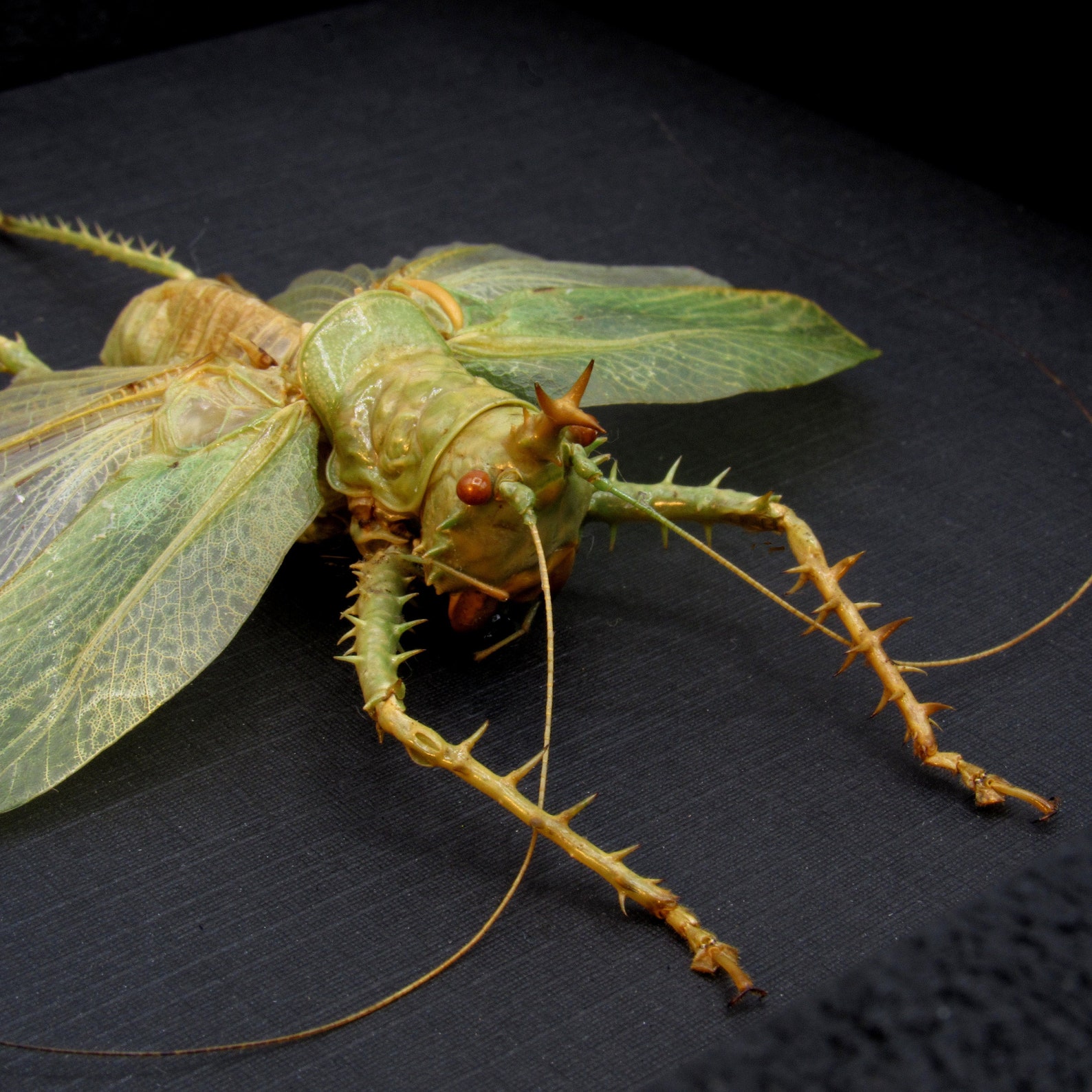 Rare Spiny Devil Katydid framed Panacanthus cuspidatus | Etsy