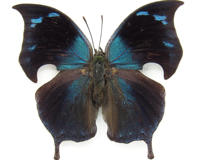 Rare Blue Hatchet Wing Butterfly Framed Taxidermy - Memphis Alberta - Etsy