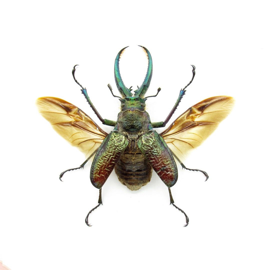 Big Hairy Stag Beetle Framed Taxidermy Sphaenognathus Giganteus - Etsy