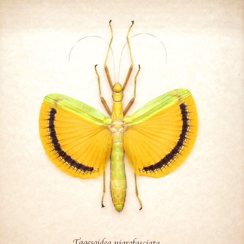 Real Giant Walking Stick Bug Framed Taxidermy Tagesoidea - Etsy