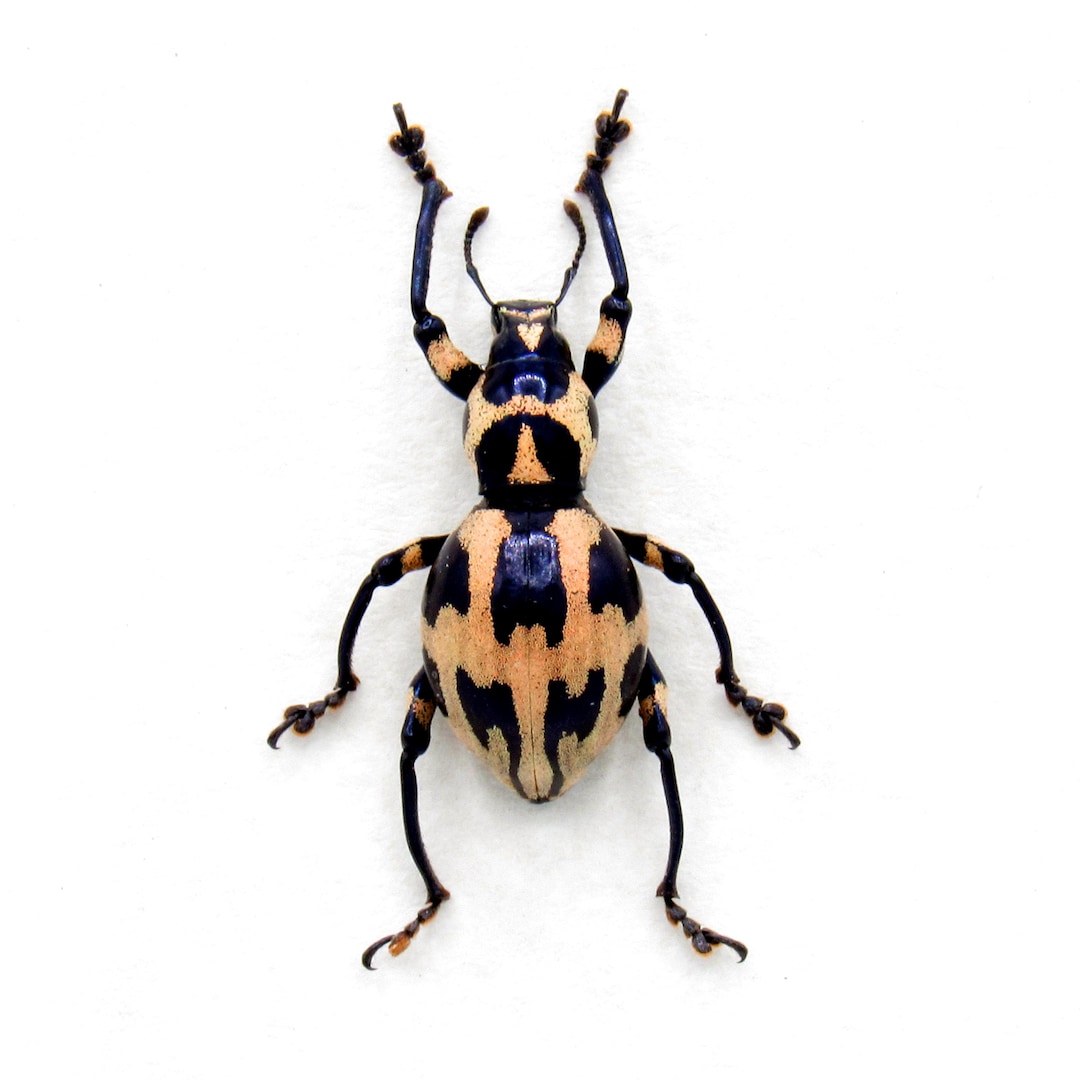 Rare Real Weevil Beetle Framed Specimen - Pachyrhynchus Species - Etsy