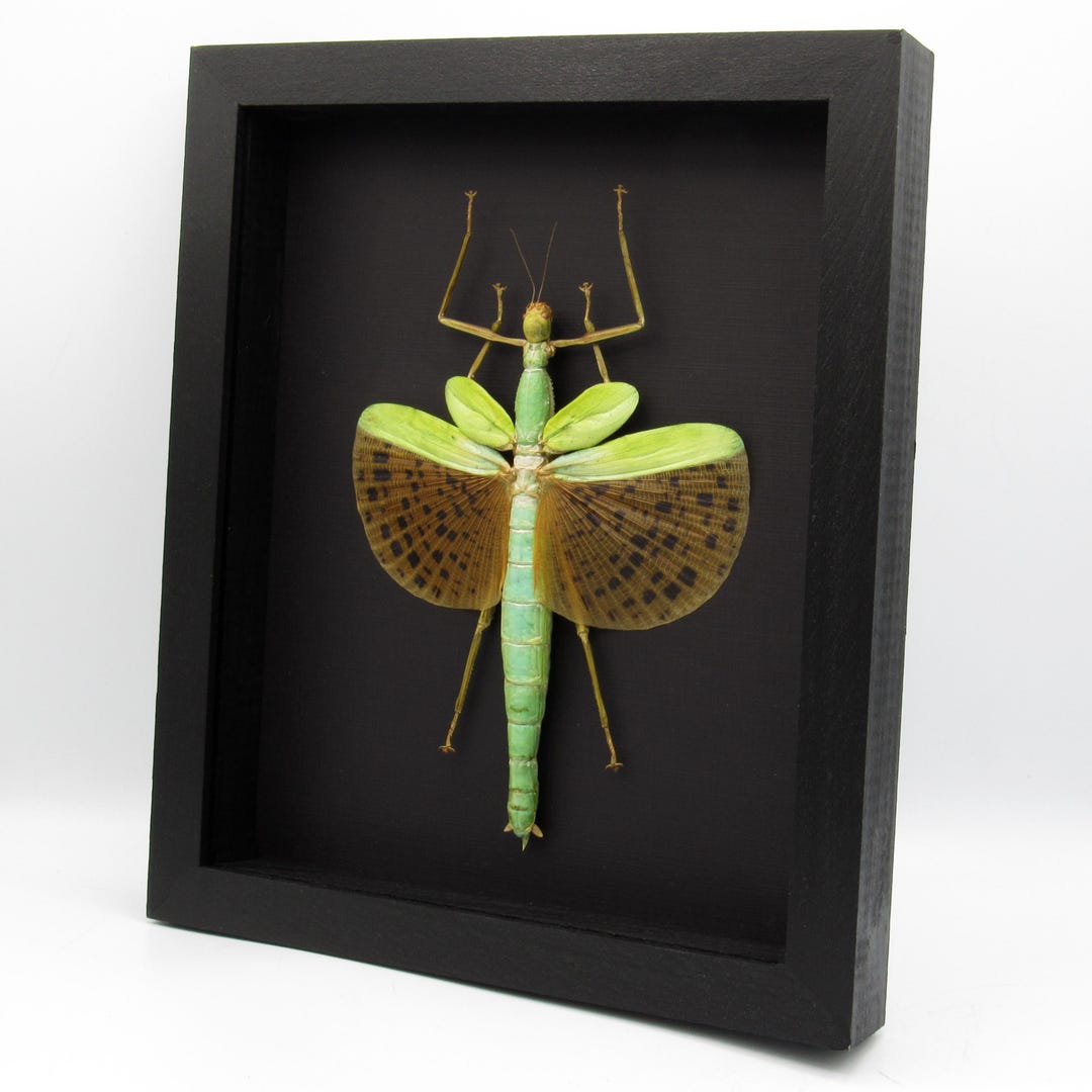 Rare GIANT Winged Stick Bug Framed Taxidermy - Paracyphocrania Major ...