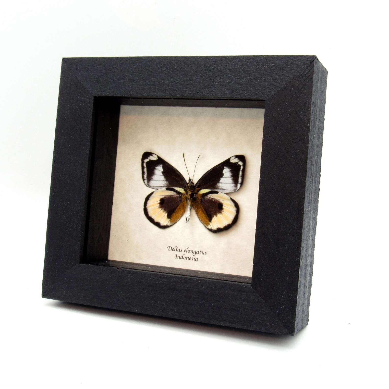 Very Rare Real Purple Delias Butterfly Framed Taxidermy - Delias ...