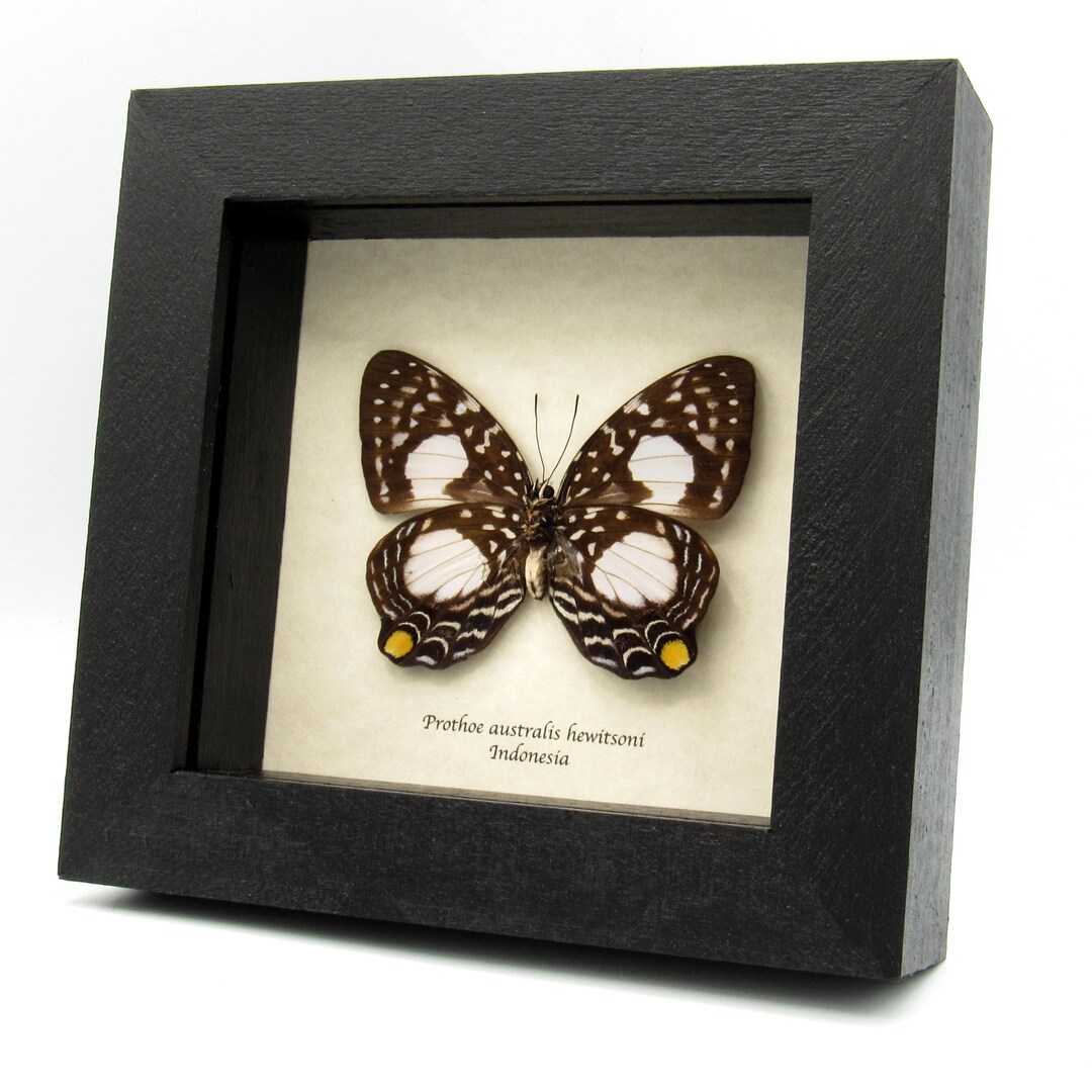 Real Framed Butterfly Taxidermy - Prothoe Australis Hewitsoni -female ...
