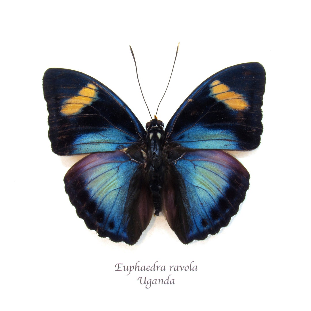 Real Ravola Ceres Forester Butterfly Framed Taxidermy - Euphaedra ...