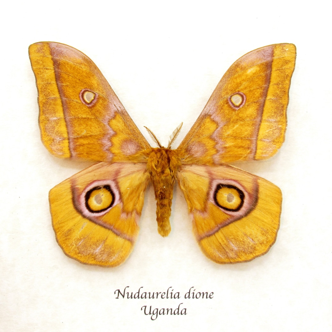 Real Pink Emperor Moth Framed Taxidermy - Nudaurelia Dione - Dark Form ...