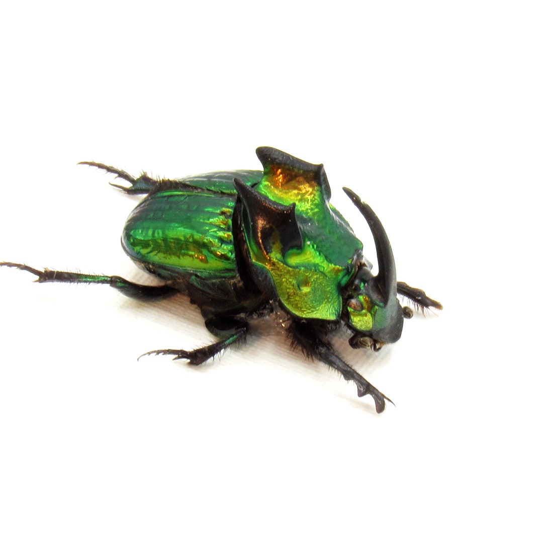 Large Metallic Dung Beetle Framed Taxidermy - Phanaeus Demon - Etsy