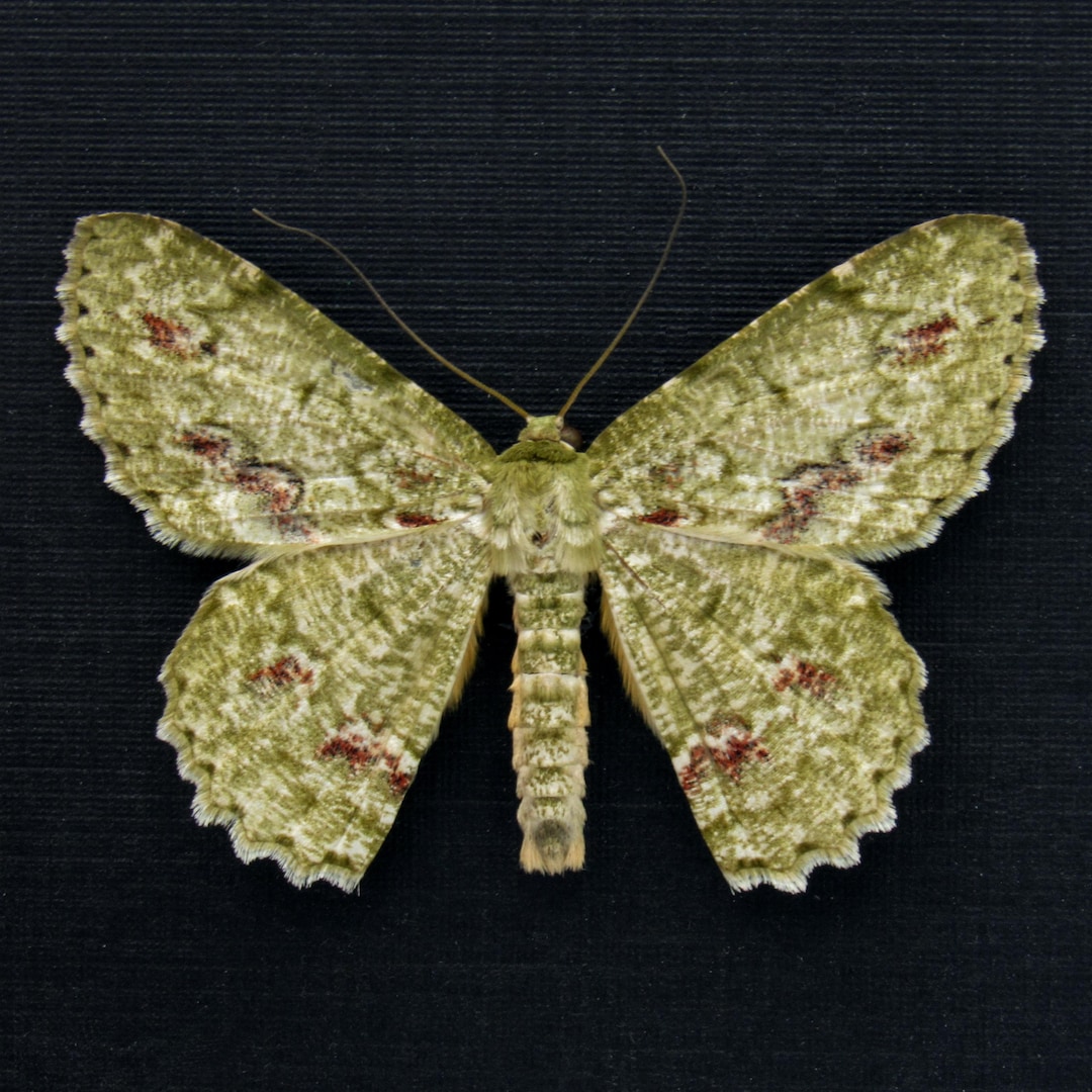 Real Green Geometer Moth Framed Specimen - Herochroma Cristata - Etsy