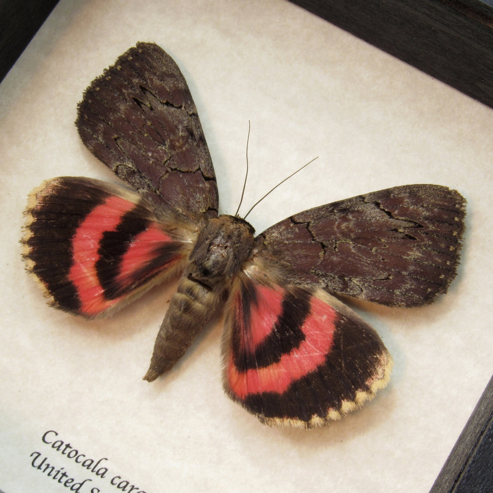 Real pink Underwing moth Catocala cara | Etsy