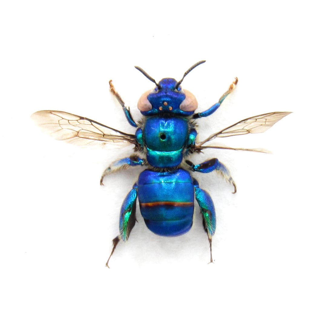 Large Green Orchid Bee Framed Taxidermy Euglossa Species - Etsy