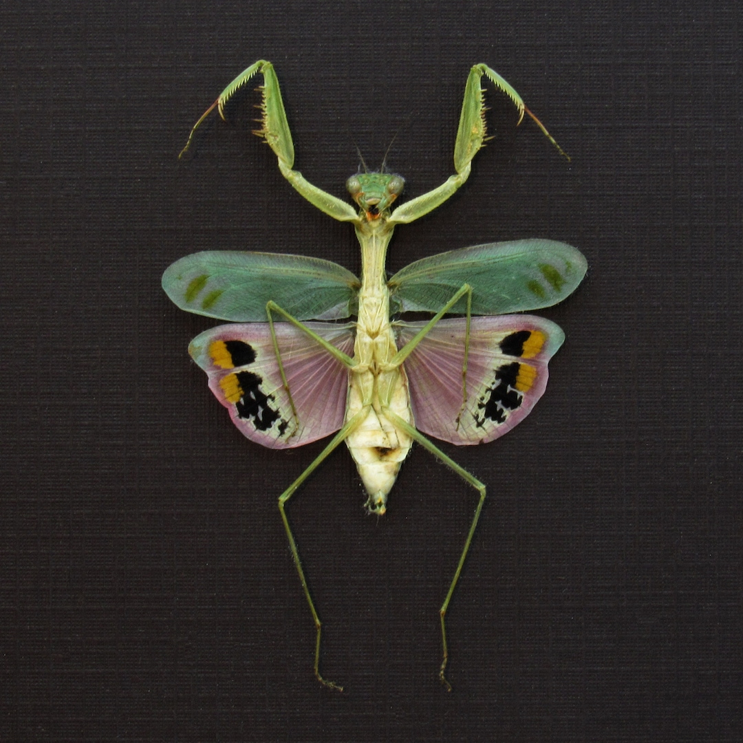 Rare Framed Pink Umbrella Mantis Taxidermy Caliris Elegans - Etsy