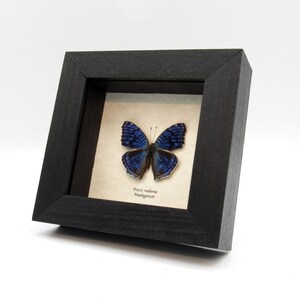 Real Blue Butterfly Framed Taxidermy - Junonia Rhadama - Etsy
