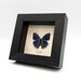 Real Blue Butterfly Framed Taxidermy Junonia Rhadama - Etsy