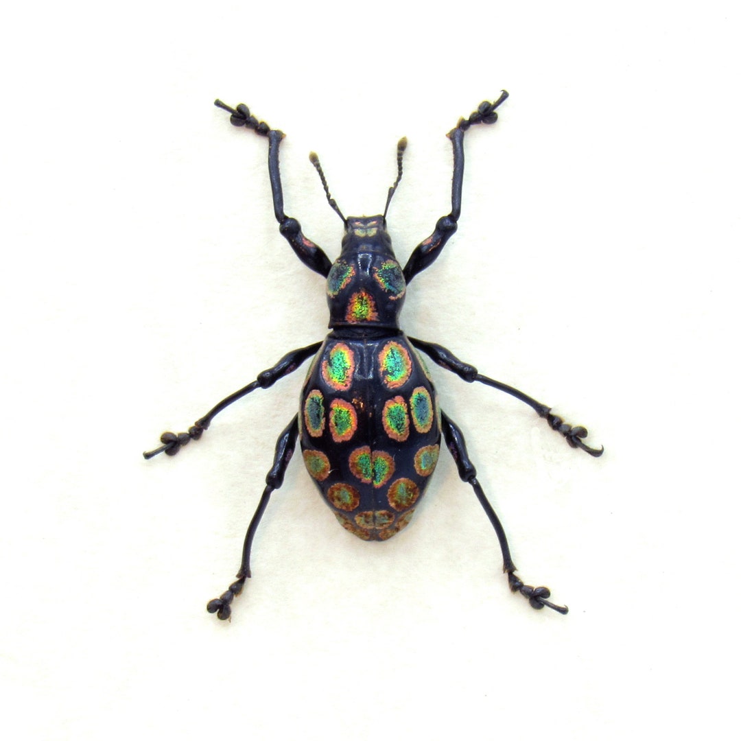 WEEVIL MANIA - Real Pink and Green Metallic Beetle Framed Taxidermy ...