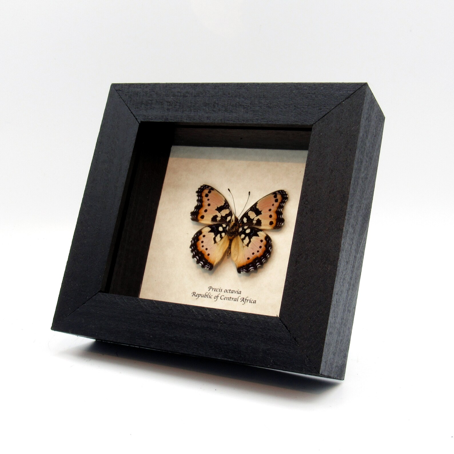 Rare Pink Form Gaudy Commodore Butterfly Framed Taxidermy - Etsy
