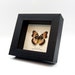 Rare Pink Form Gaudy Commodore Butterfly Framed Taxidermy Precis ...