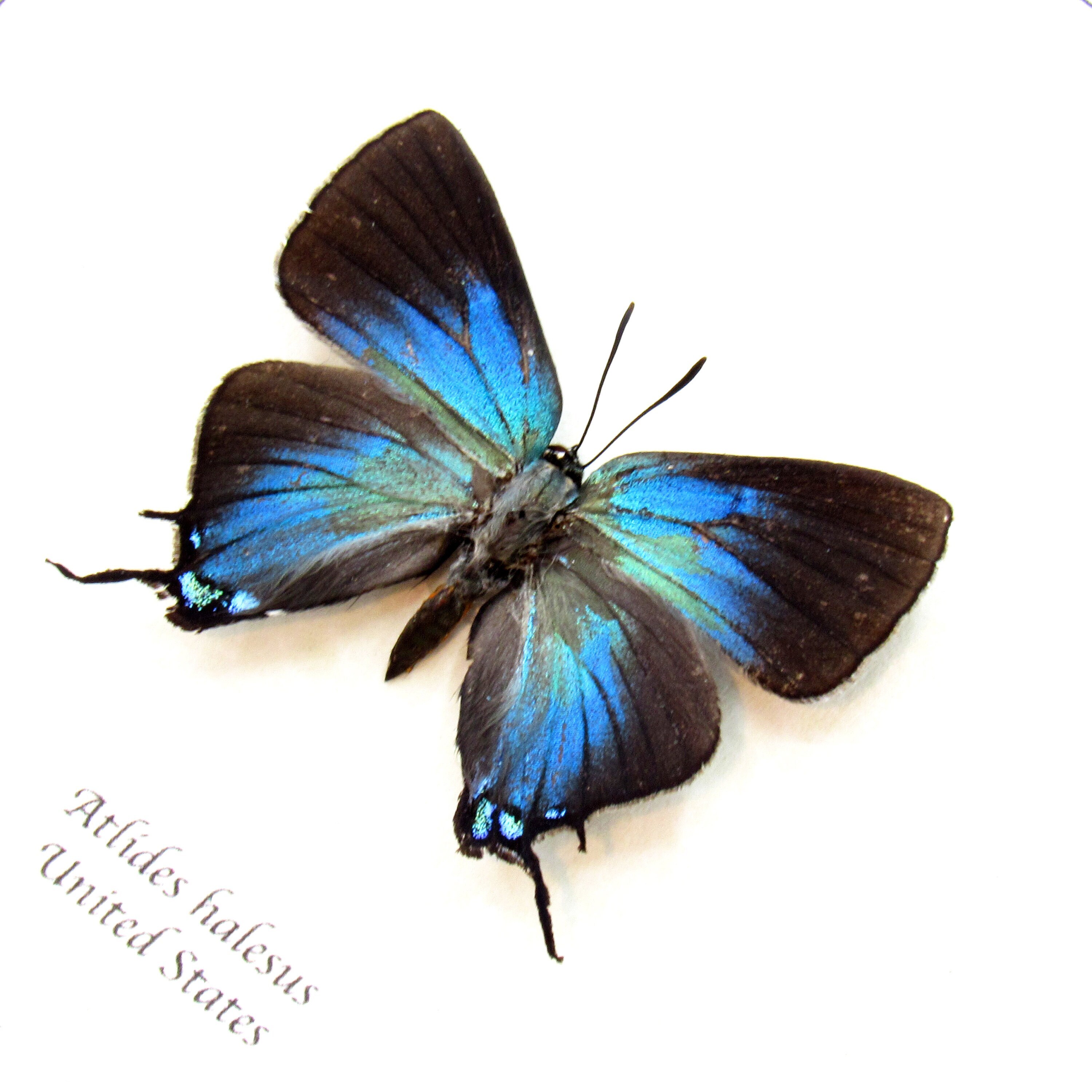 Great Purple Hairstreak Butterfly