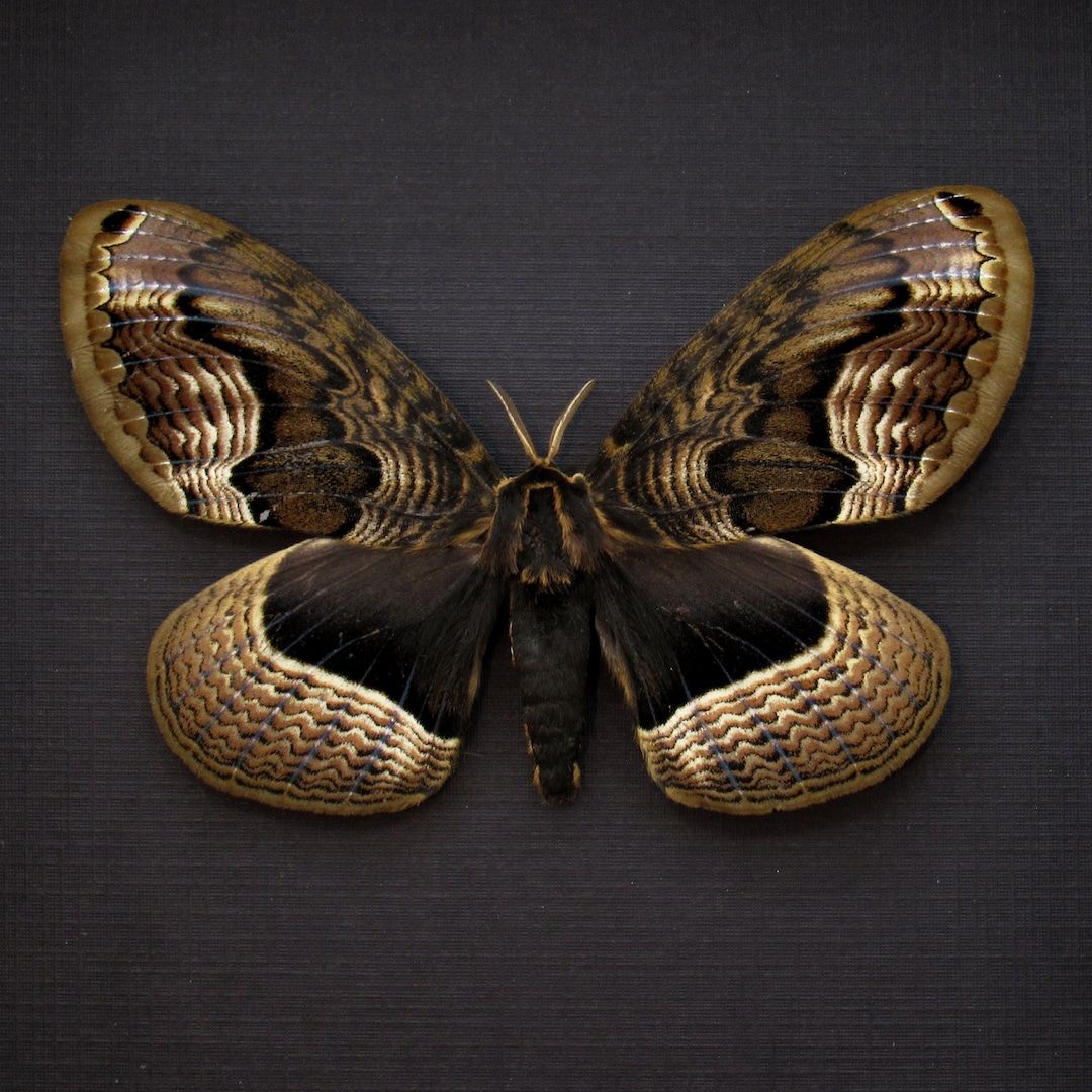 Real Large Brahmin Moth Framed Taxidermy Brahmaea Tancrei - Etsy