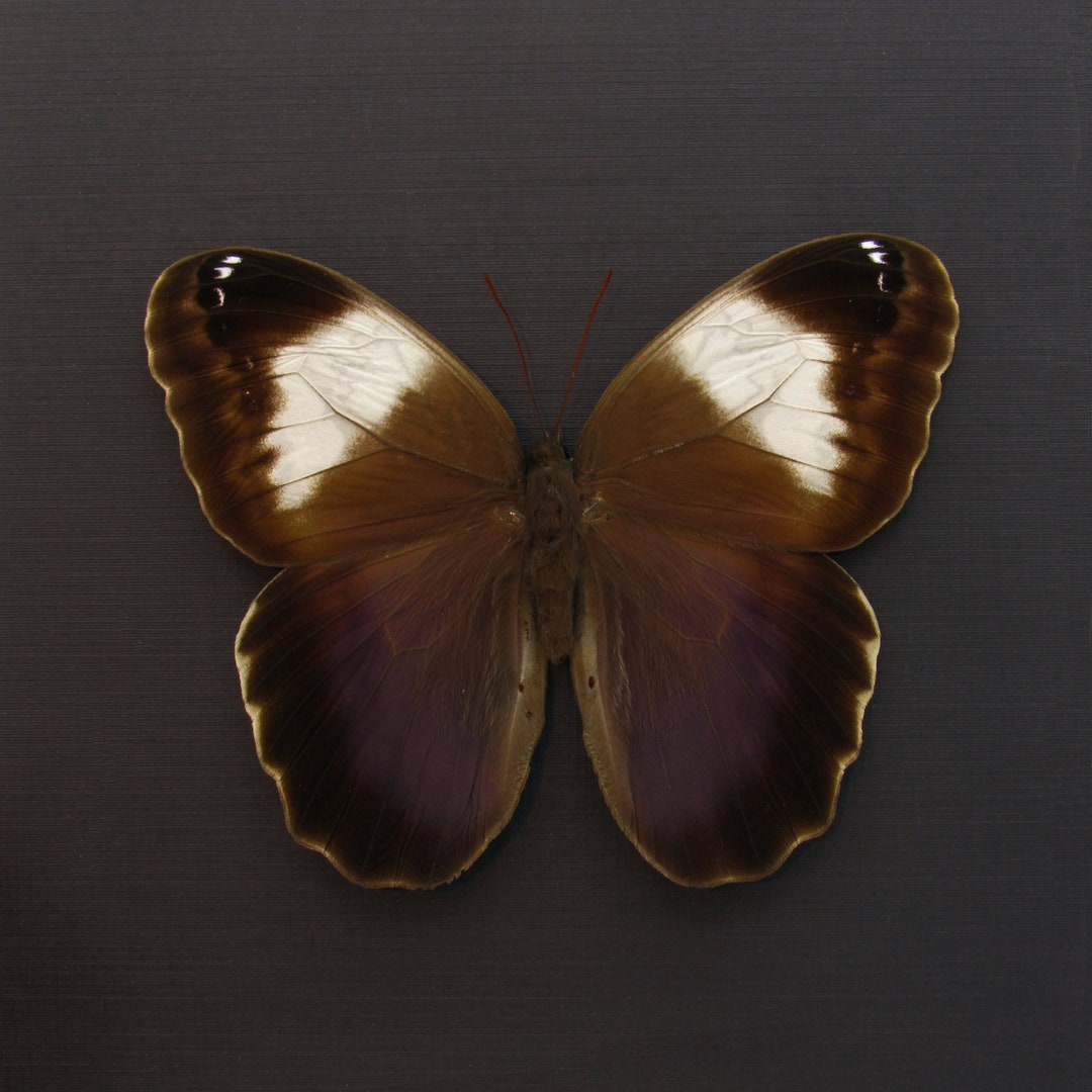 Rare Purple Owl Butterfly Framed Taxidermy - Caligo Martia - Etsy